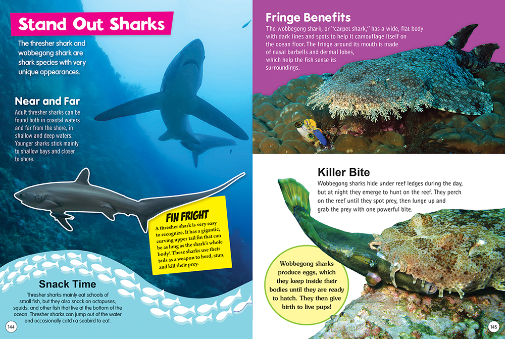 The Big Book of Sea Creatures | Kidsbooks Publishing