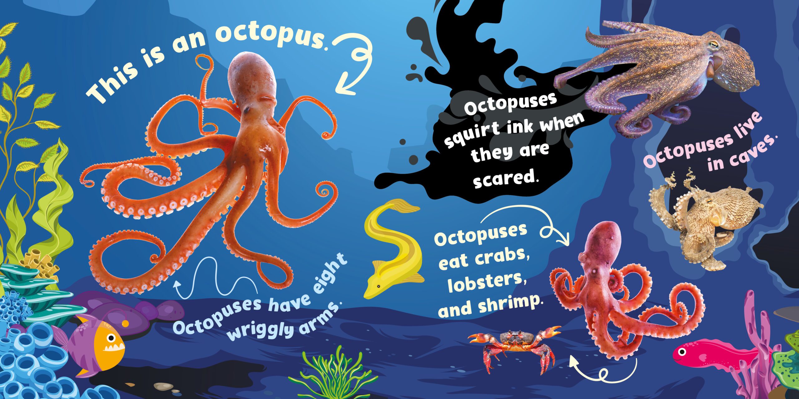 First Animal Facts: Ocean – Kidsbooks Publishing