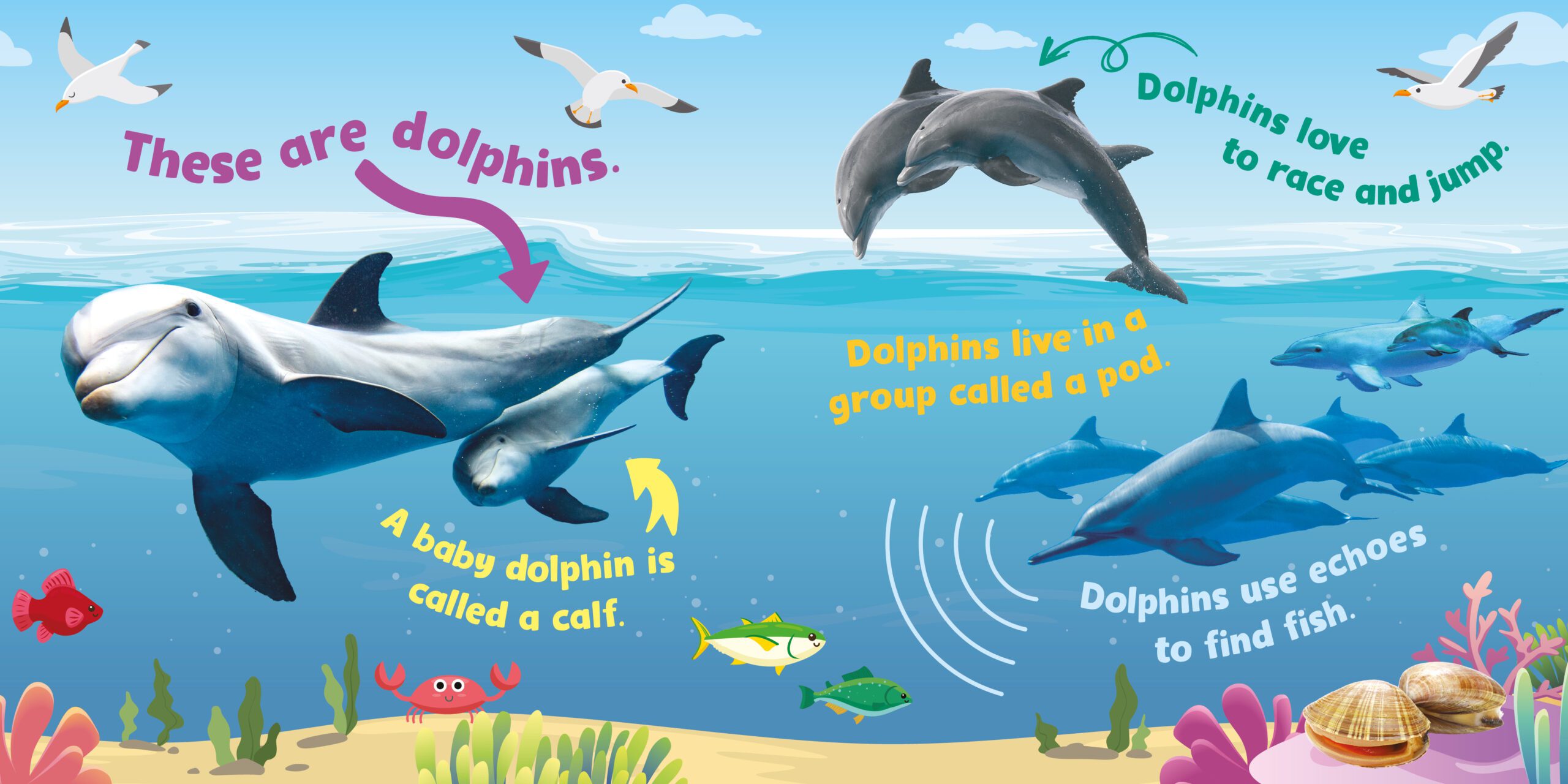 First Animal Facts: Ocean – Kidsbooks Publishing