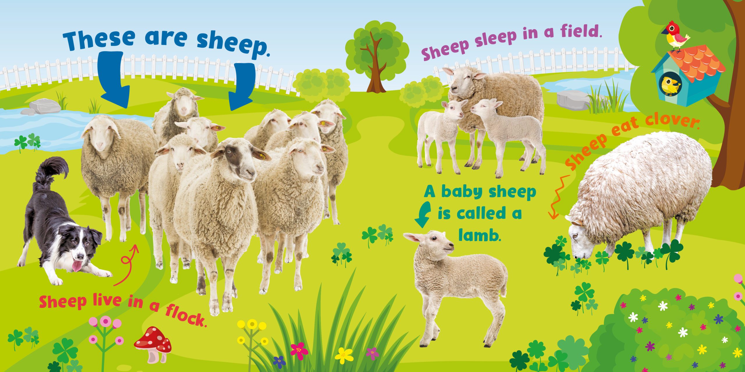 First Animal Facts: Farm (Sound Book) | Kidsbooks Publishing